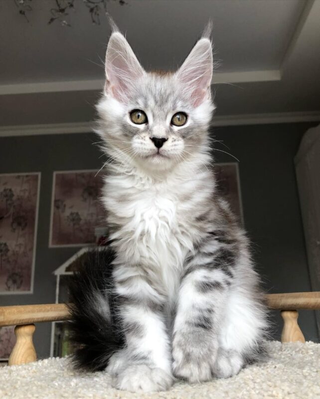 Maine coon Kittens for Sale | Maine Coon of USA