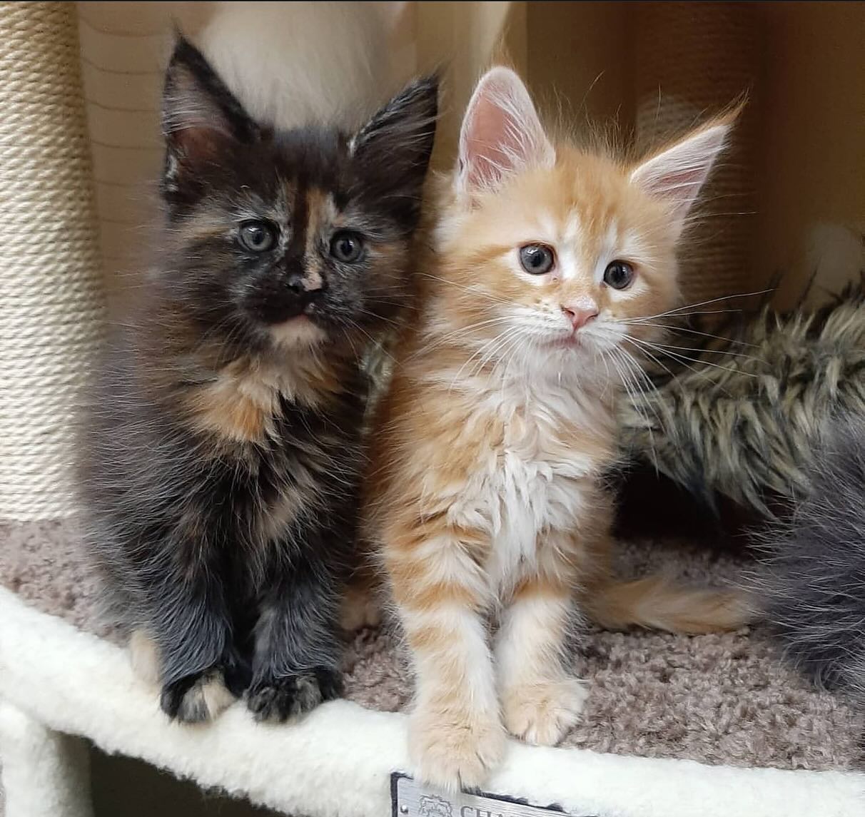 Maine coon Kittens for Sale | Maine Coon of USA