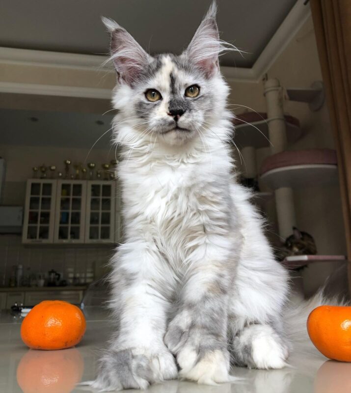 Maine coon Kittens for Sale | Maine Coon of USA