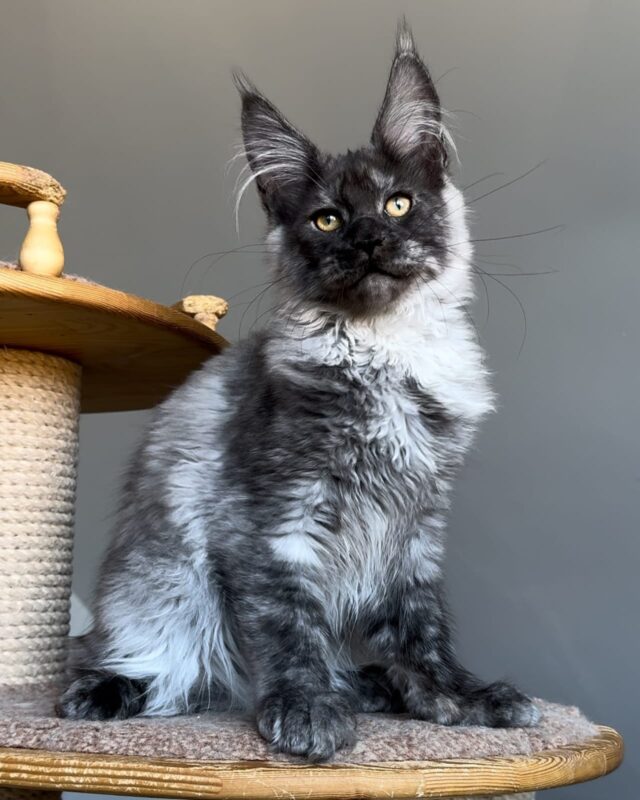 Maine coon Kittens for Sale | Maine Coon of USA