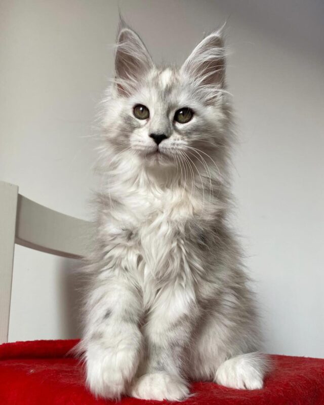 Maine coon Kittens for Sale | Maine Coon of USA