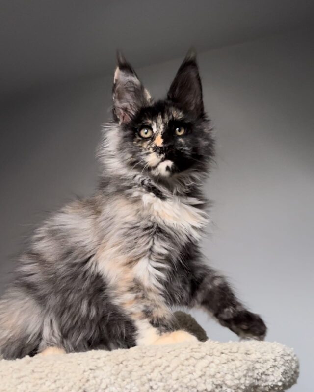 Maine coon Kittens for Sale | Maine Coon of USA