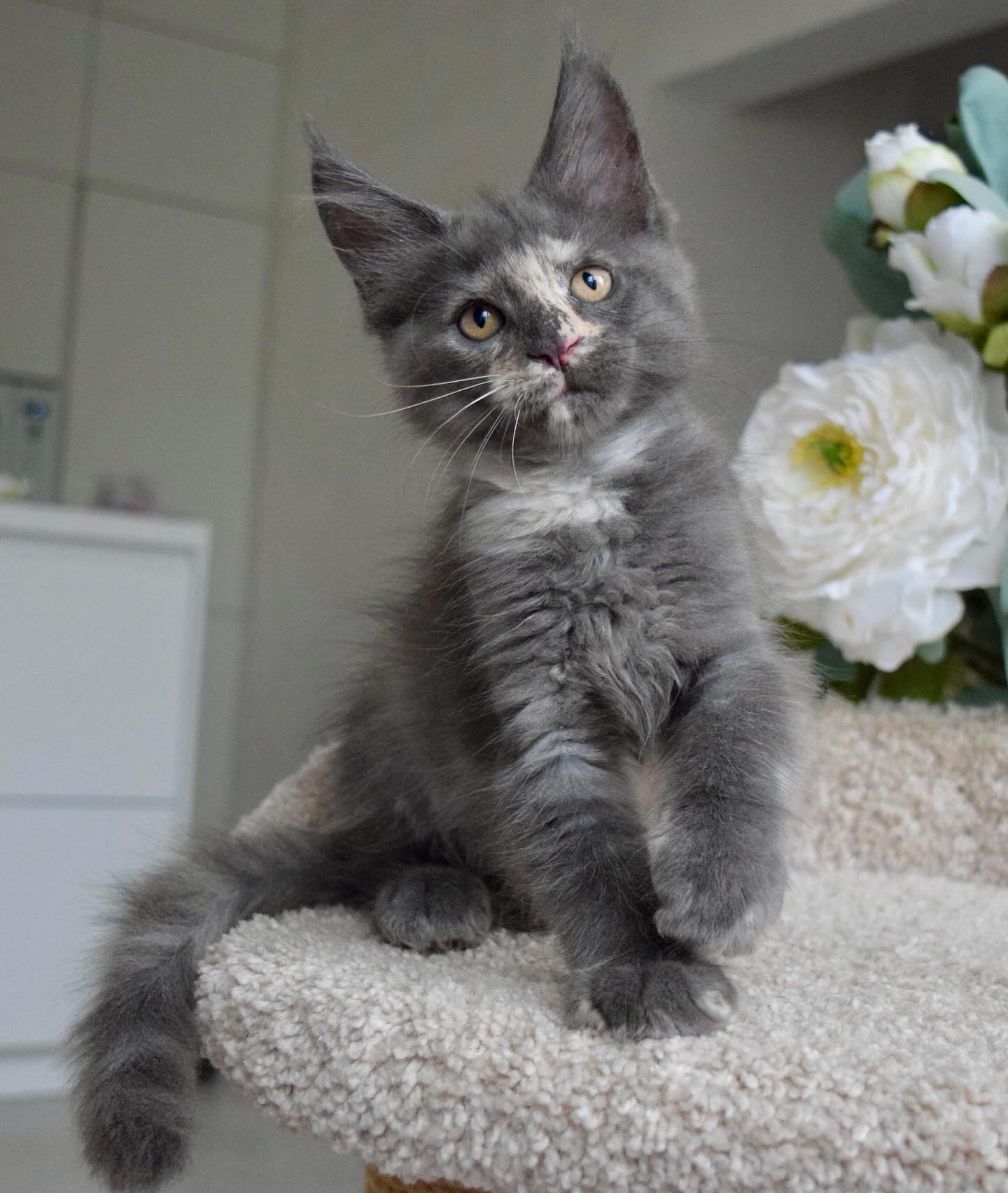 Maine coon Kittens for Sale | Maine Coon of USA