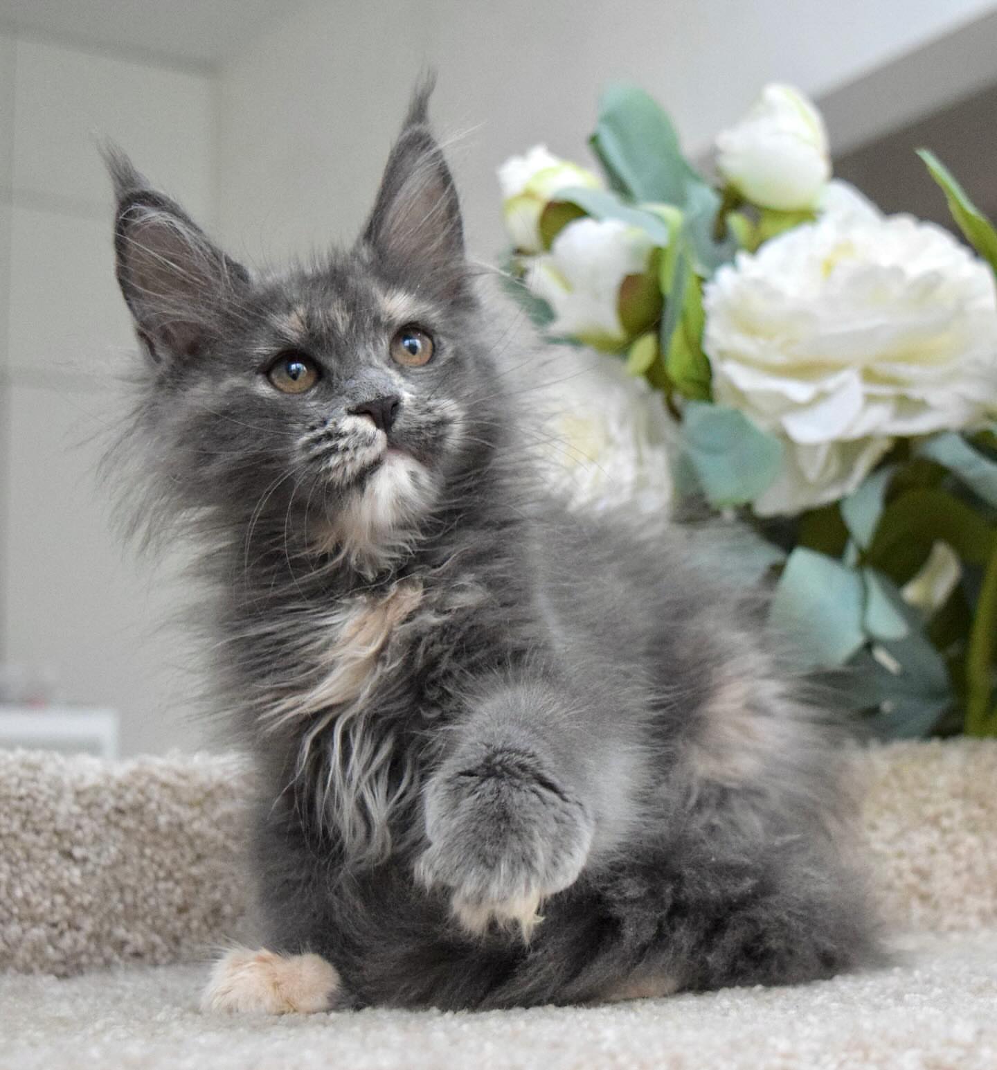 Maine coon Kittens for Sale | Maine Coon of USA