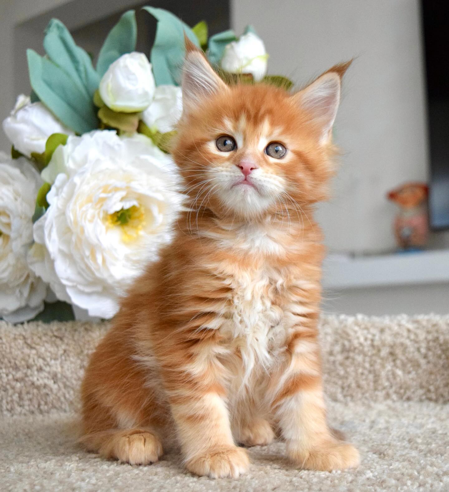 Maine coon Kittens for Sale | Maine Coon of USA