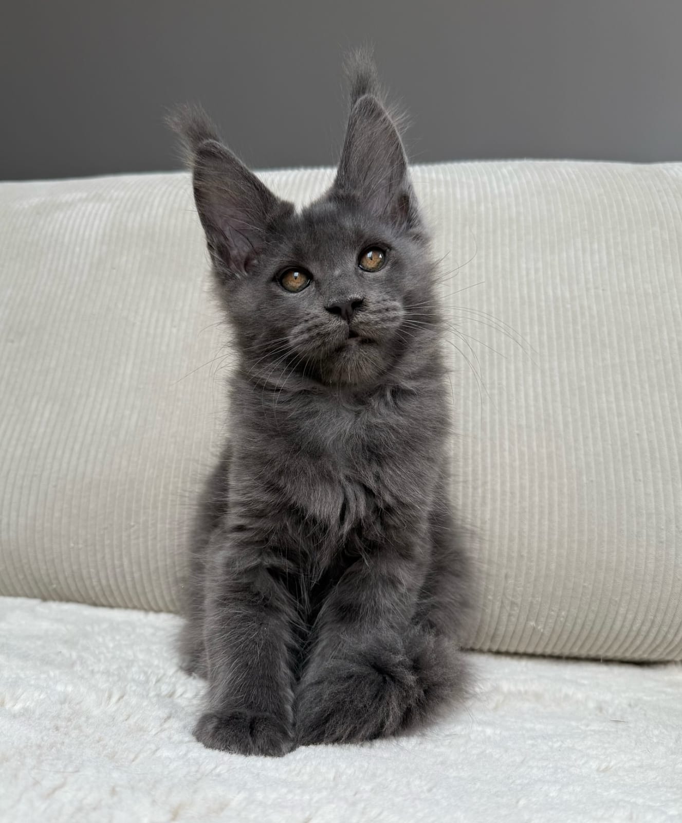 Maine coon Kittens for Sale | Maine Coon of USA